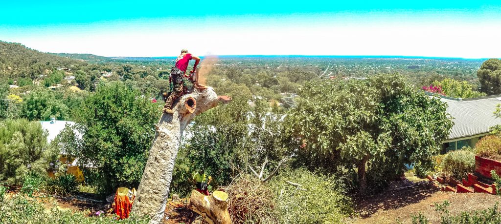 Tree Removal Services in Adelaide - The Adelaide Tree Surgery