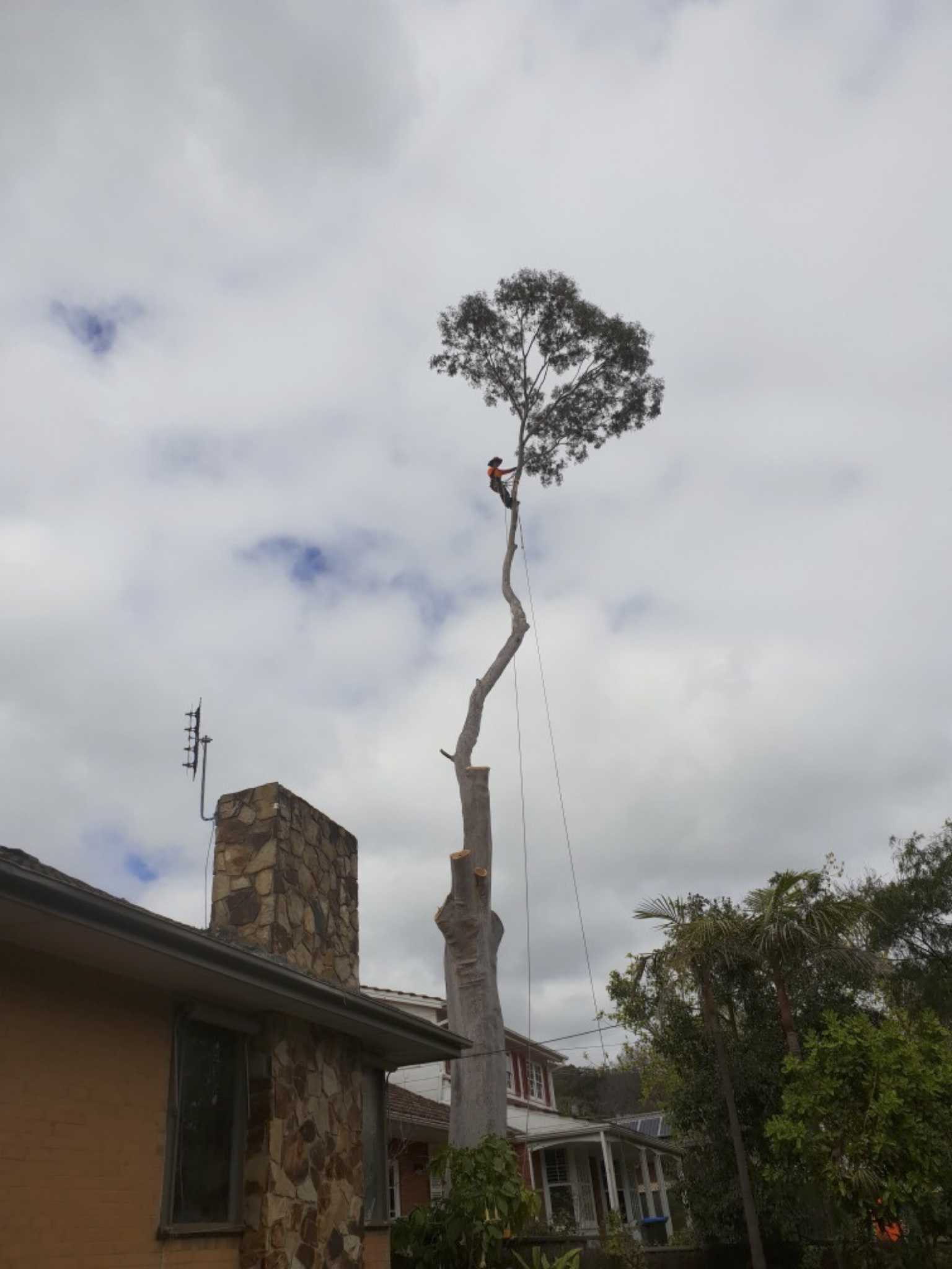 Tree Removal Services in Adelaide - The Adelaide Tree Surgery